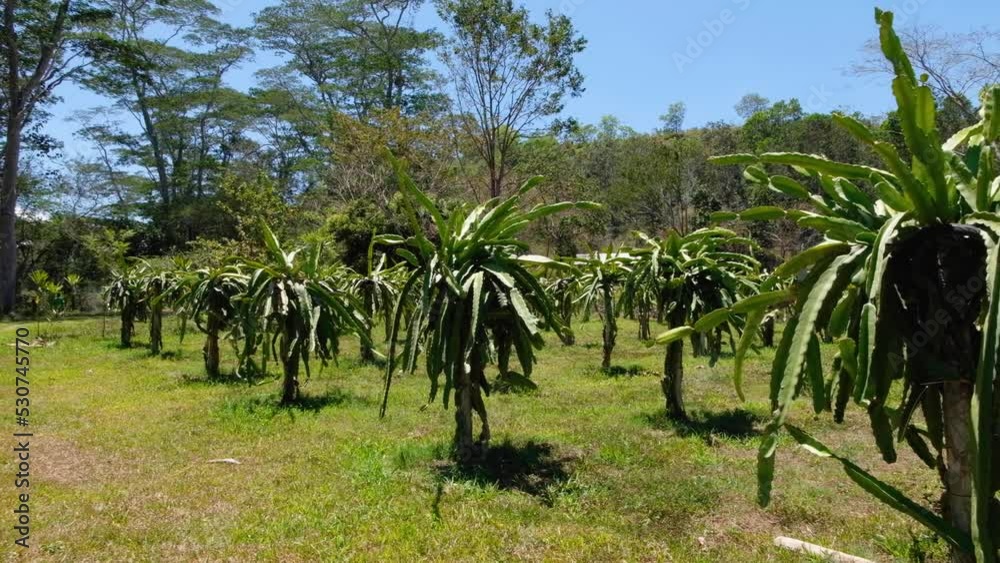 Mature dragon fruit pitahaya cactus trees in orchard farm on a blue sky ...
