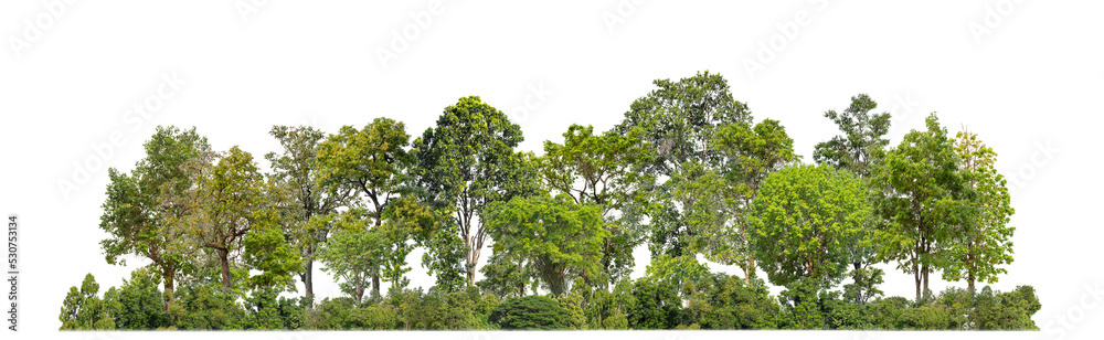 Green trees isolated on transparent background forest and summer ...