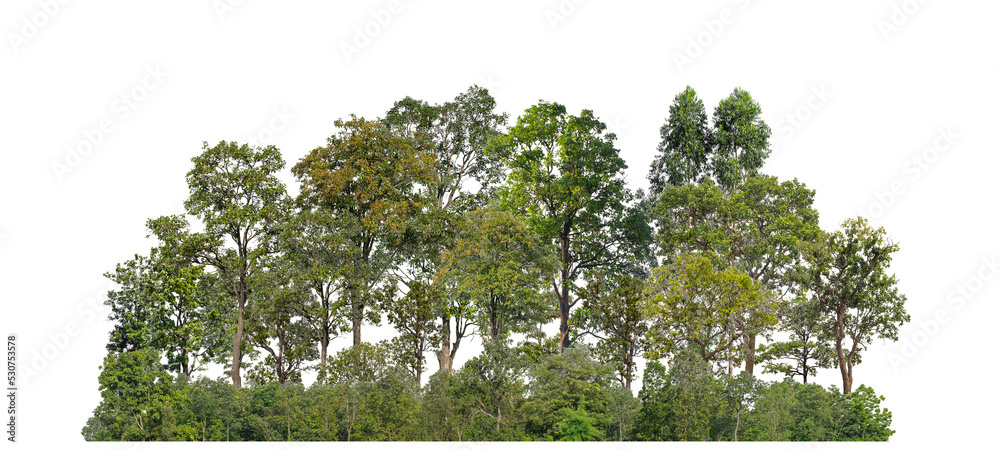Green trees isolated on transparent background forest and summer ...
