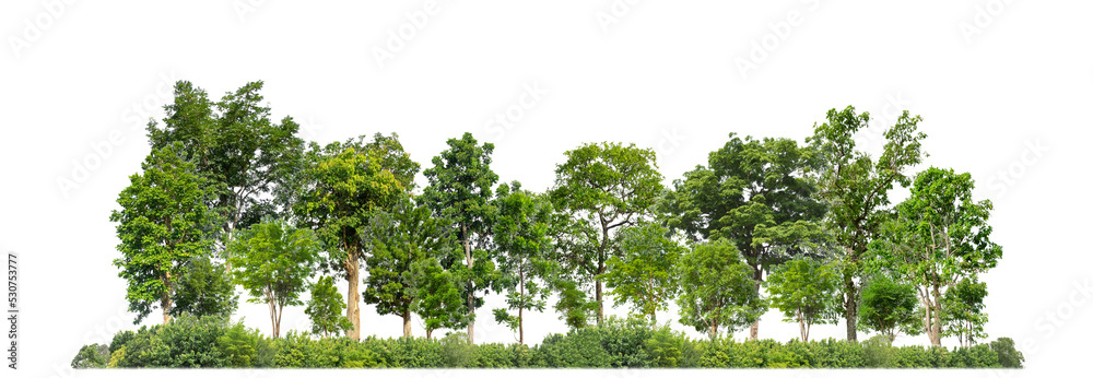 Green trees isolated on transparent background forest and summer ...