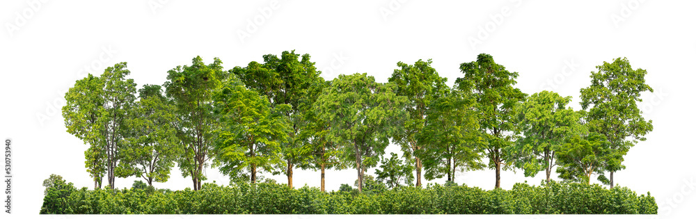 Green trees isolated on transparent background forest and summer ...