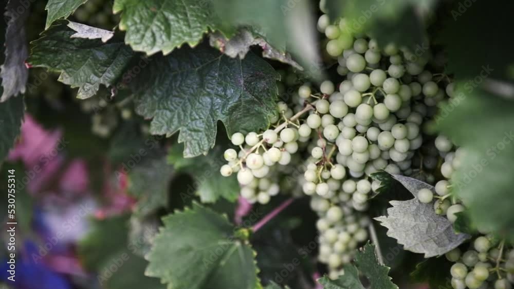 Gros plan sur une grappe de raisin en train de murir sur la vigne Видео ...
