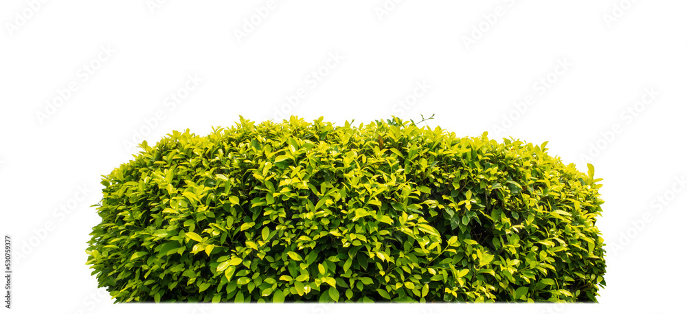 Shrubs isolated on transparent background with clipping path and alpha ...