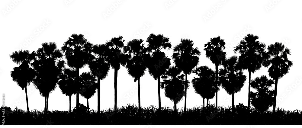Isolated Sugar palm trees silhouette on .transparent background with ...