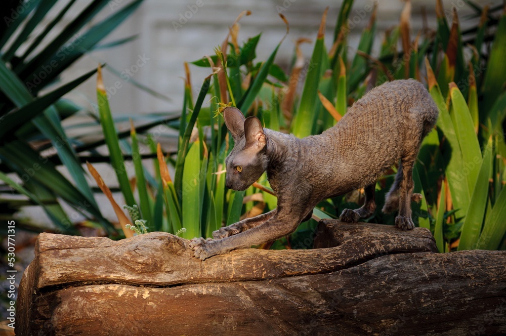 Cornish Rex is a breed of domestic cat. Cornish Rex has no hair except ...
