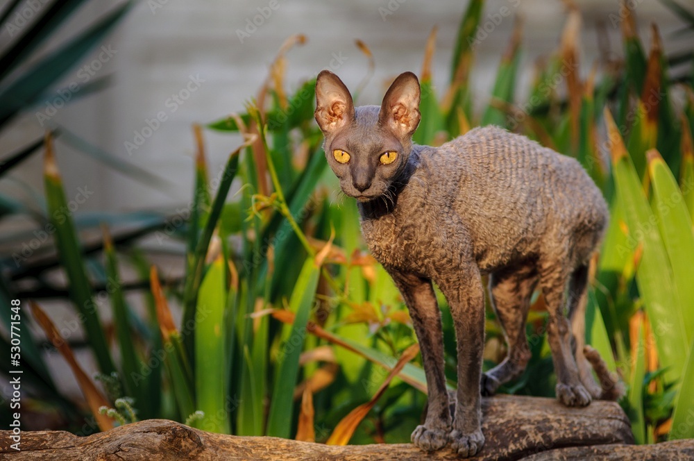 Cornish Rex is a breed of domestic cat. Cornish Rex has no hair except ...