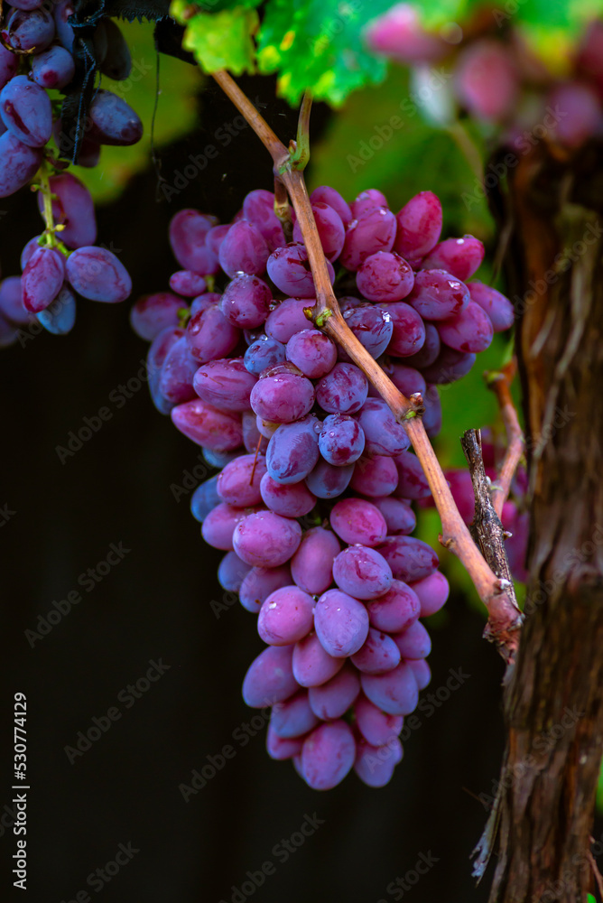 Beautiful Grapes Garden