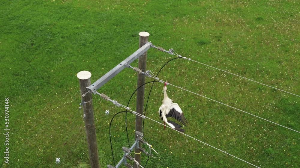 Electrocuted white stork caught in power line hazard, overhead aerial ...