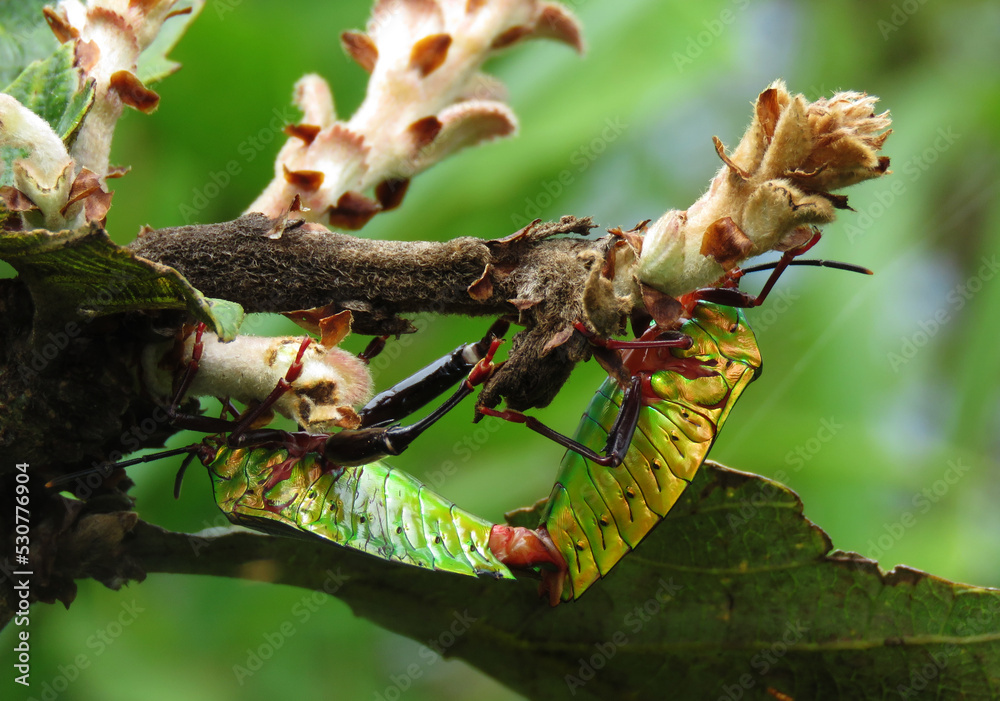 Insect Mating, Pentatomoidea bugs mating, insect breeding. Stock Photo ...