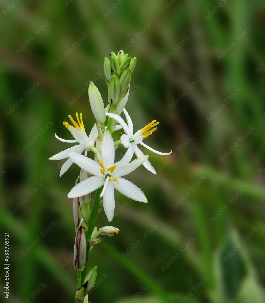 safed musli or Chlorophytum borivilianum flowers. Safed musli is a rare ...