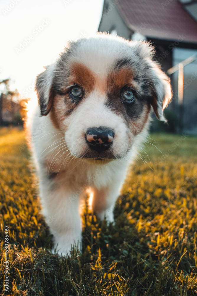Curious puppy runs to the camera. Detail on the expression of a blue ...