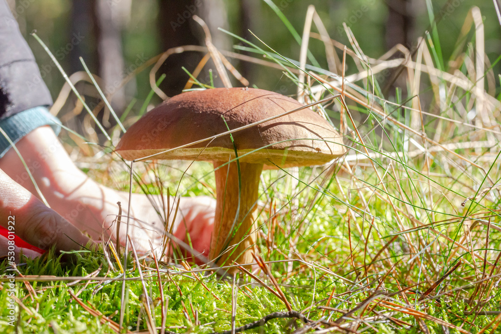 Foto de ein Maronen-Röhrling im Wald wird abgeschnitten do Stock ...