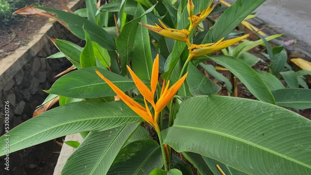 heliconia psittacorum, Heliconia spathocircinata golden torch ...