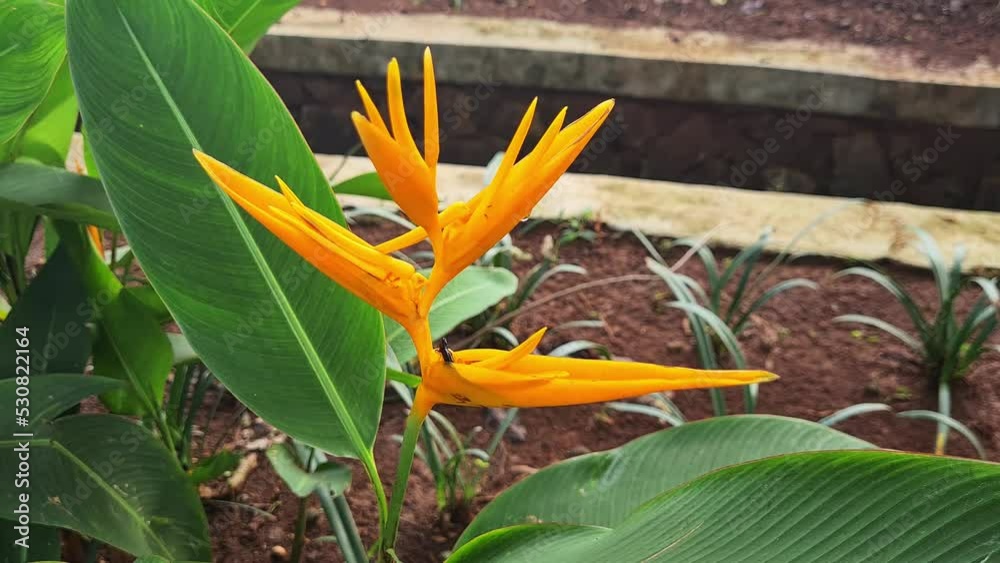 heliconia psittacorum, Heliconia spathocircinata golden torch ...