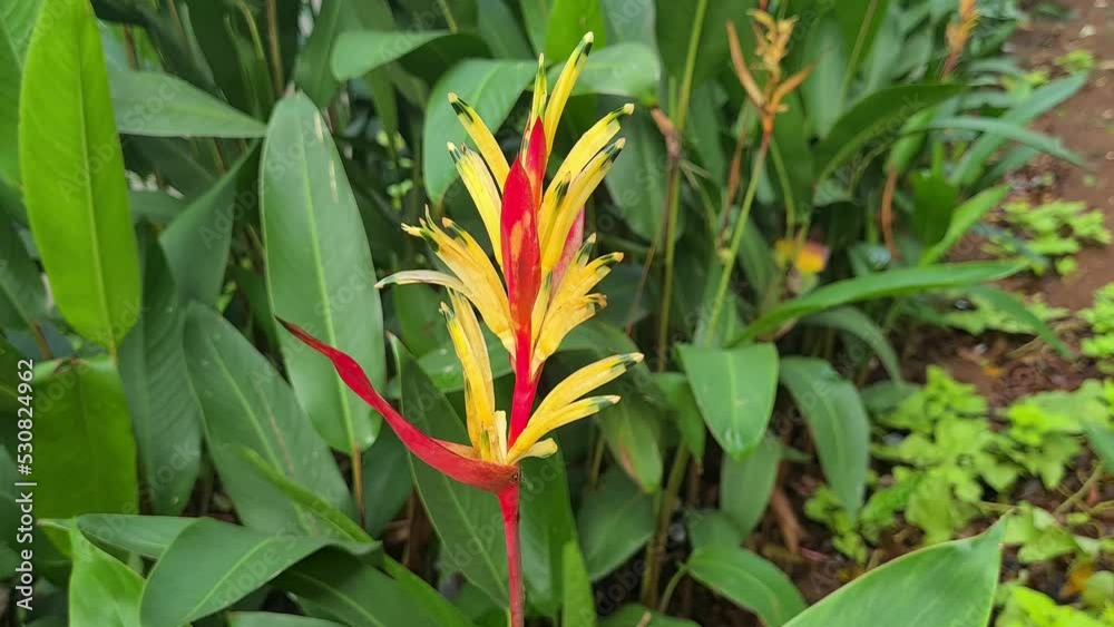 heliconia psittacorum, Heliconia spathocircinata golden torch ...