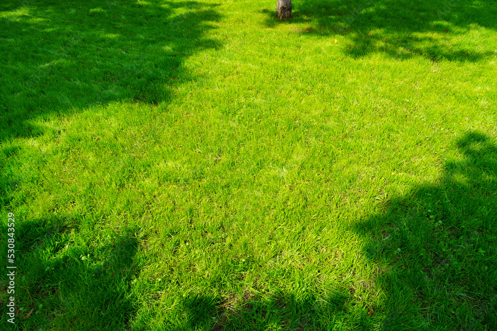 green grass background in a city park, bright sunlight with tree ...
