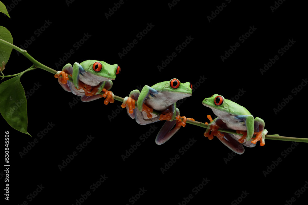 Three Red-eyed tree frog sitting on branch with isolated background ...