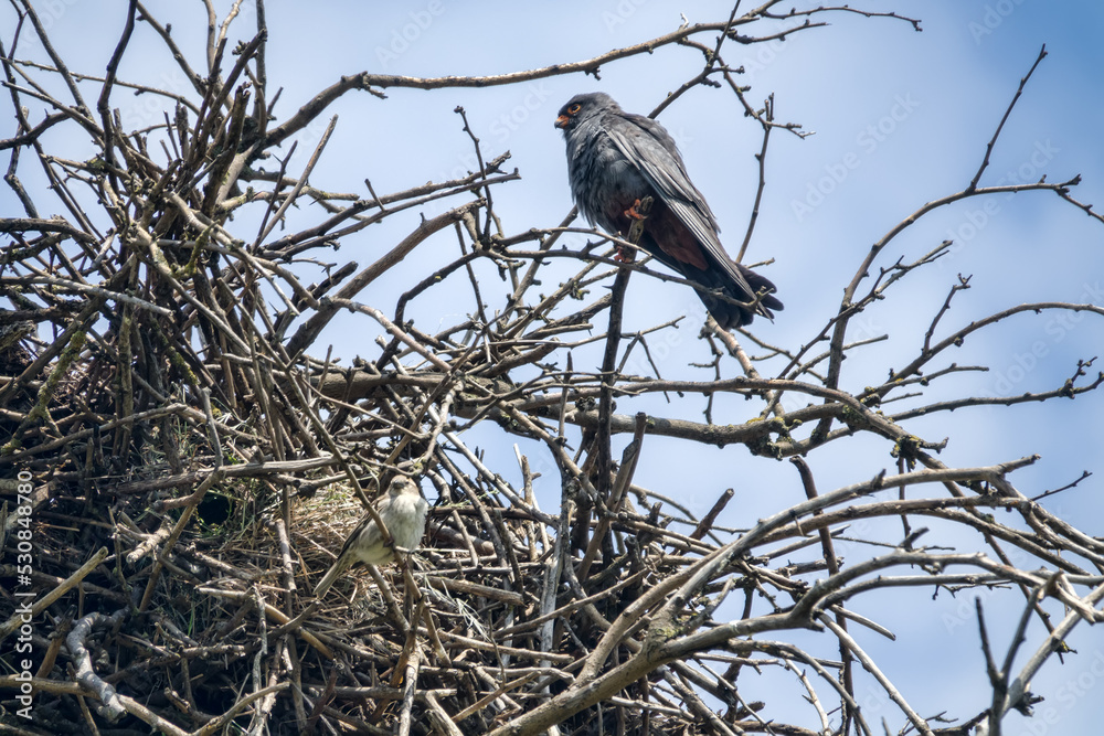 Complex one-sided symbiosis, or synoikia. Rook built nest. Red-footed ...