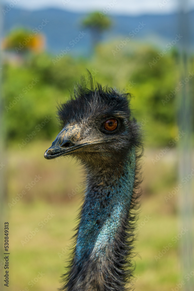 The emu, a bird native to the Australian continent. Stock Photo | Adobe ...