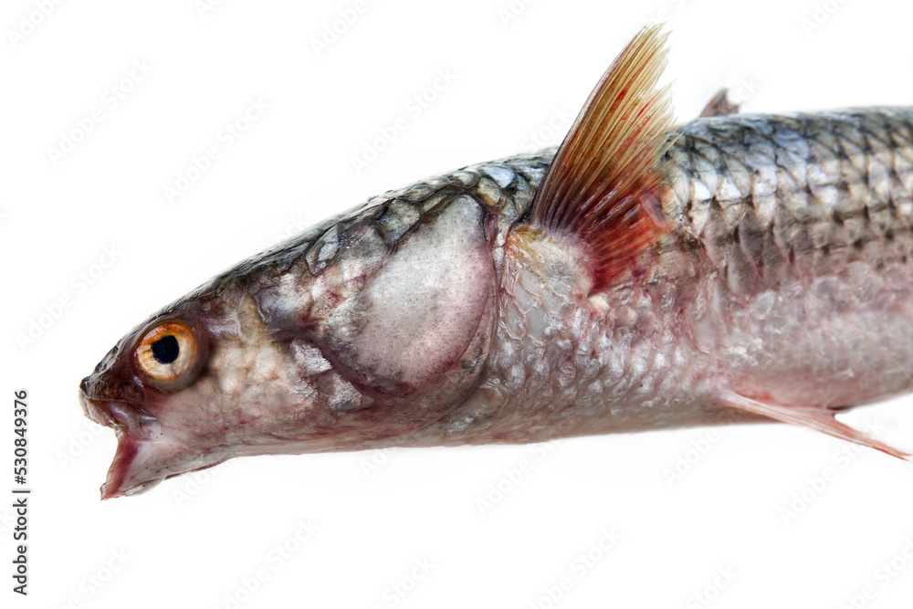 Red-finned mullet (Mugil soiuy, Redlip mullet (Liza haematocheilus ...