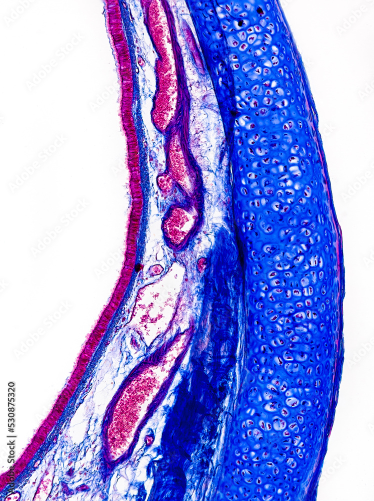 layers of trachea wall under the microscope - optical microscope x100 ...