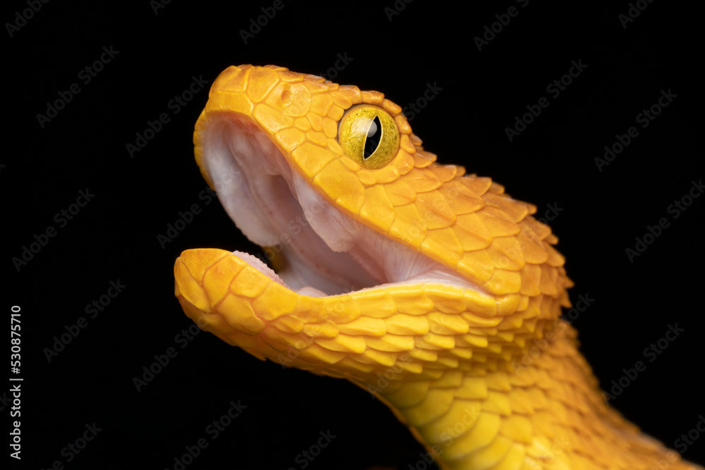 Profile close-up of a venomous Bush Viper snake (Atheris squamigera ...