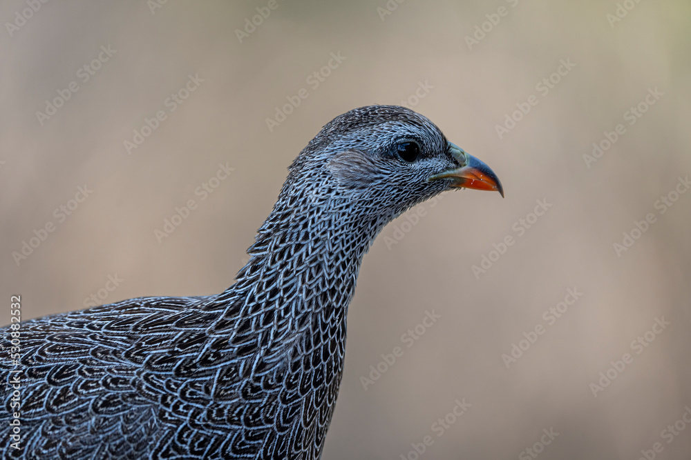 Cape spurfowl or Cape francolin (Pternistis capensis) portrait. Cape ...