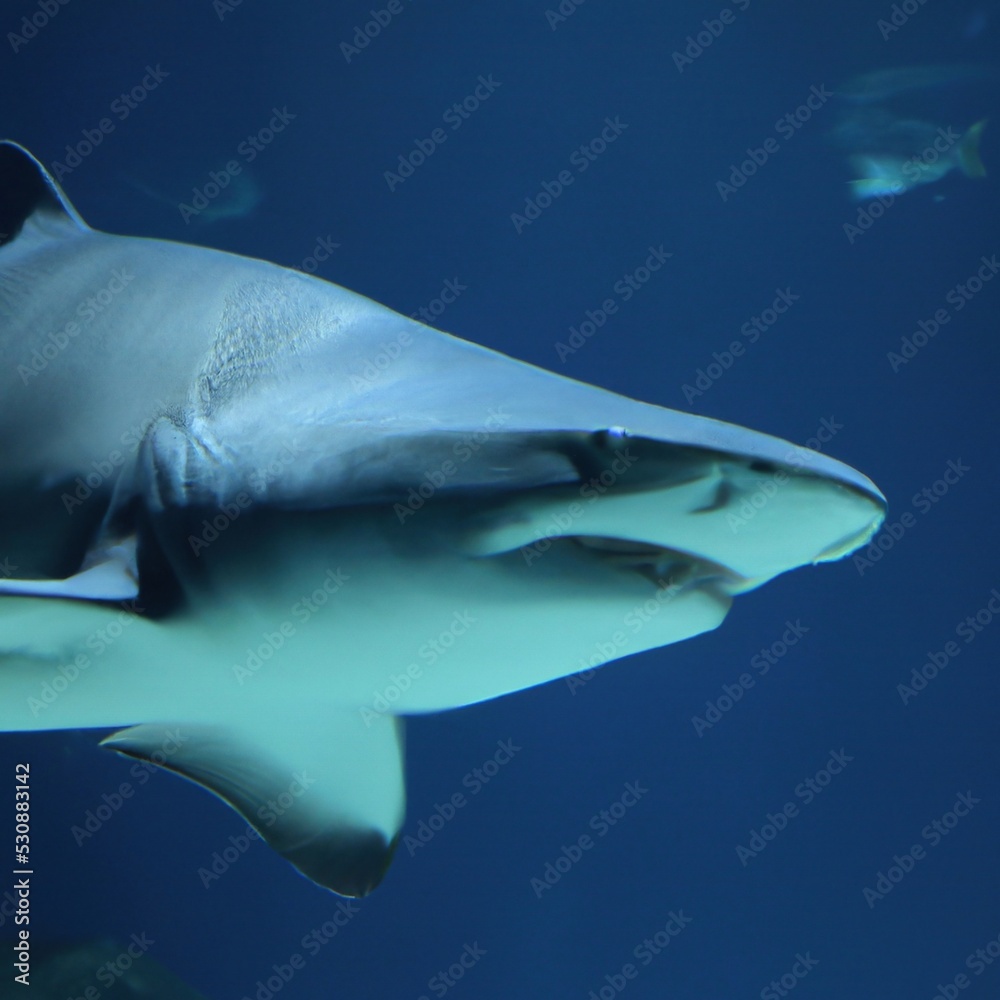 Great white shark bottom view showing teeth row in clear blue water ...