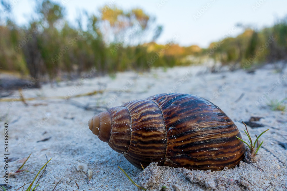 Giant African snail (Achatina fulica), a very invasive species. Cape ...