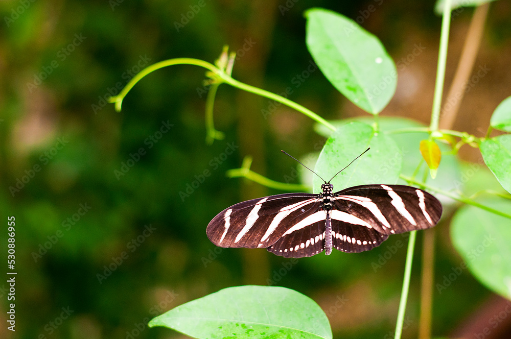 The butterflies. Insects of great beauty that show great diversity of ...