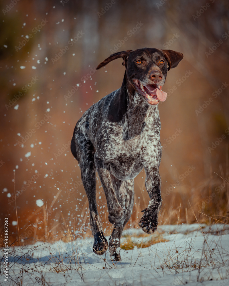 pointer foto de Stock | Adobe Stock