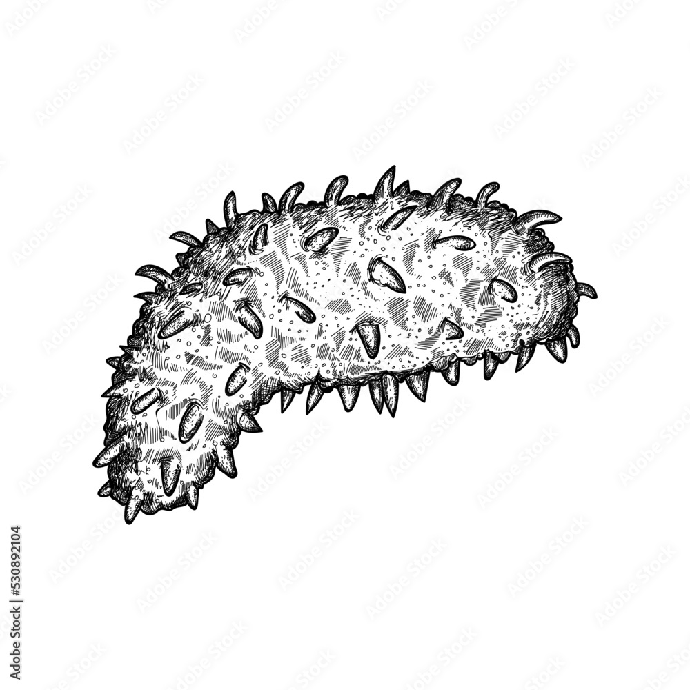 Sea cucumber hand drawn icon. Natural fresh seafood sketch, restaurant ...