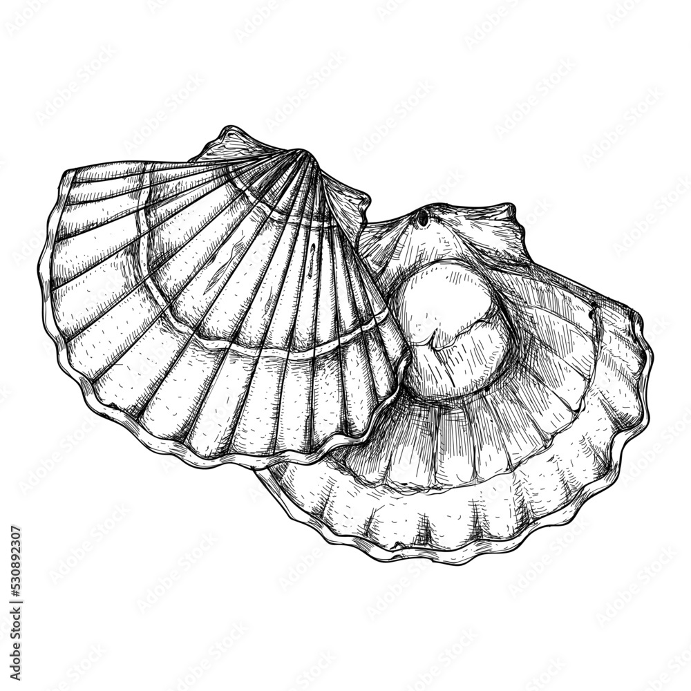 Scallop shell hand drawn icon. Natural fresh seafood sketch, restaurant ...