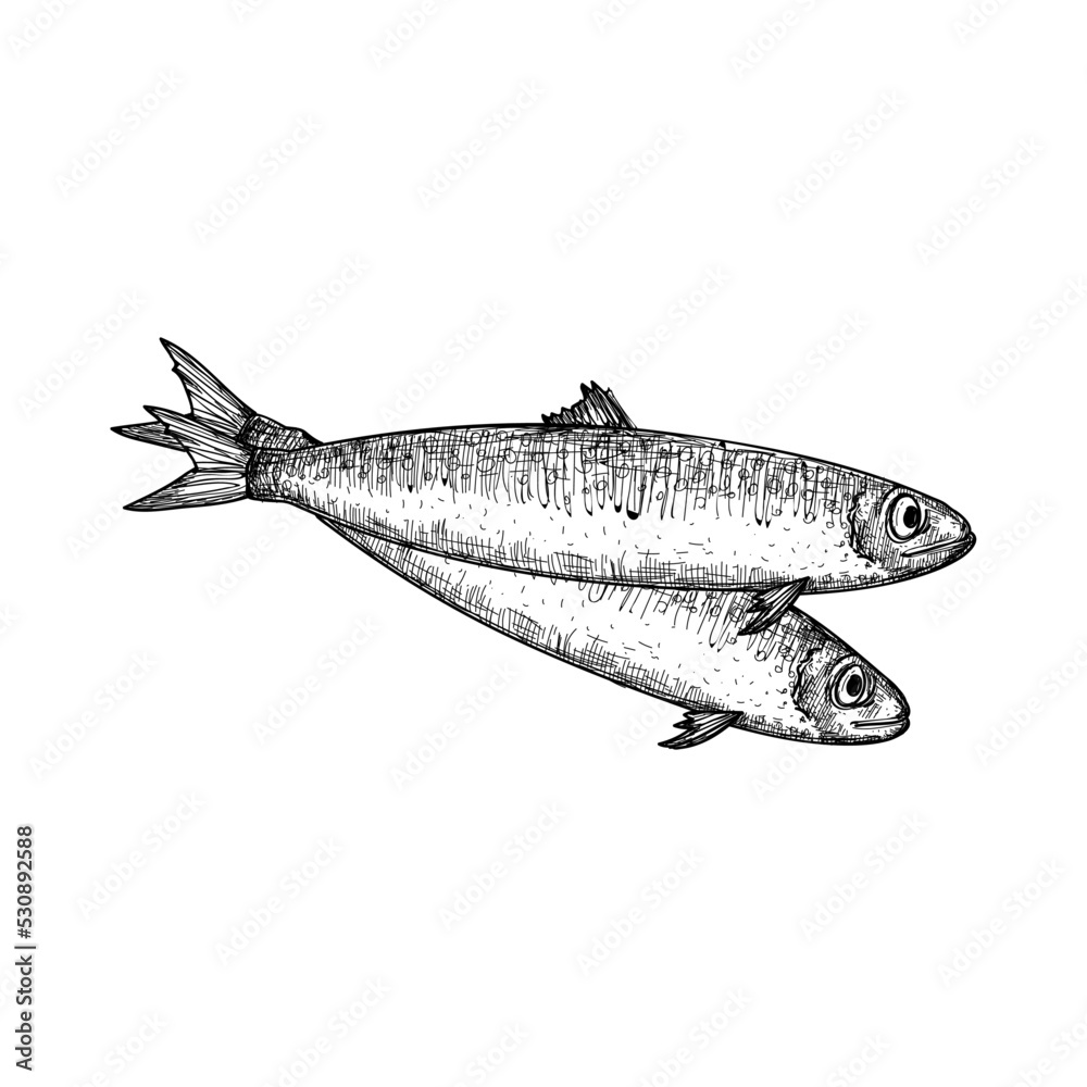 Anchovy fish hand drawn icon. Natural fresh seafood sketch, restaurant ...