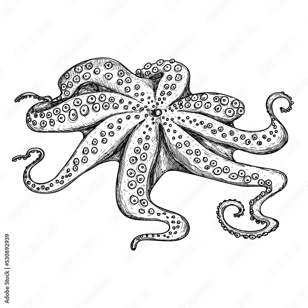 Fresh octopus hand drawn icon. Natural fresh seafood sketch, restaurant ...
