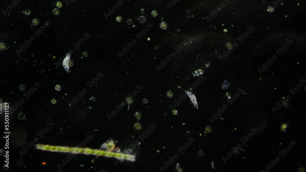 Wideo Stock: Drop of fresh water under a microscope. The simplest ...