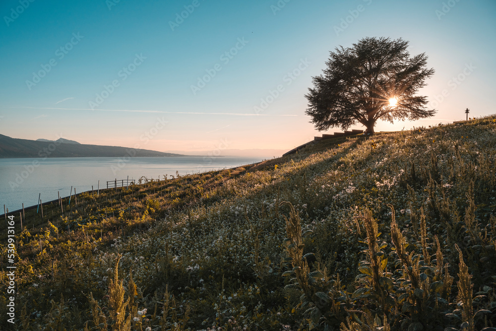 l'arbre solitaire et majestueux qui surplombe le lac Léman Stock Photo | Adobe Stock