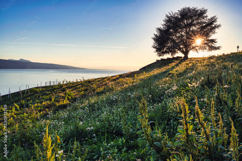 l'arbre solitaire et majestueux qui surplombe le lac Léman Stock Photo | Adobe Stock
