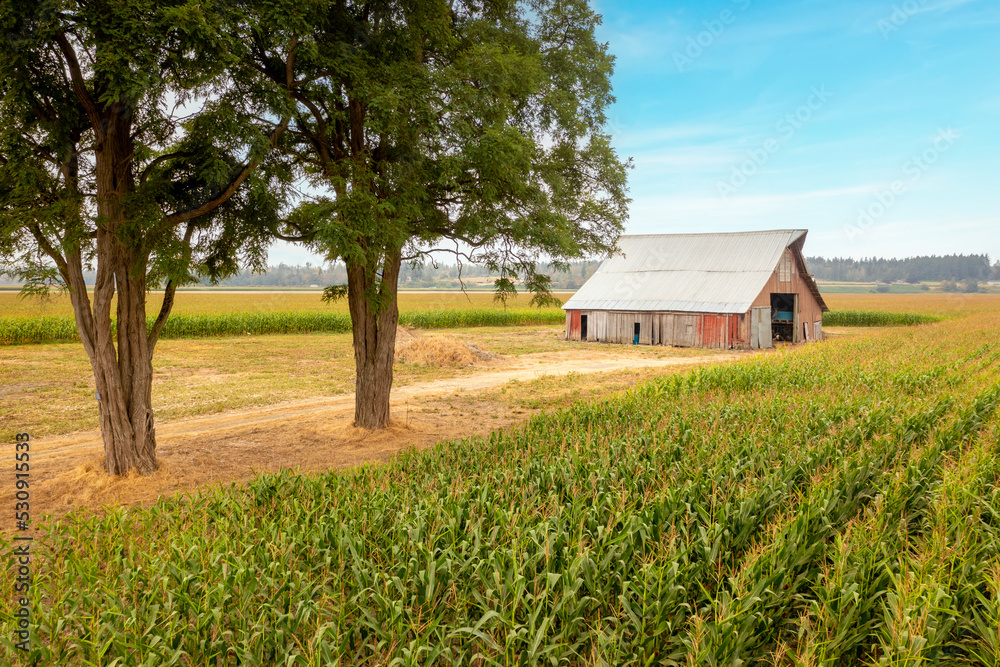 Vintage Abandoned Wooden Barn Surrounded By Cornfields Aerial drone ...
