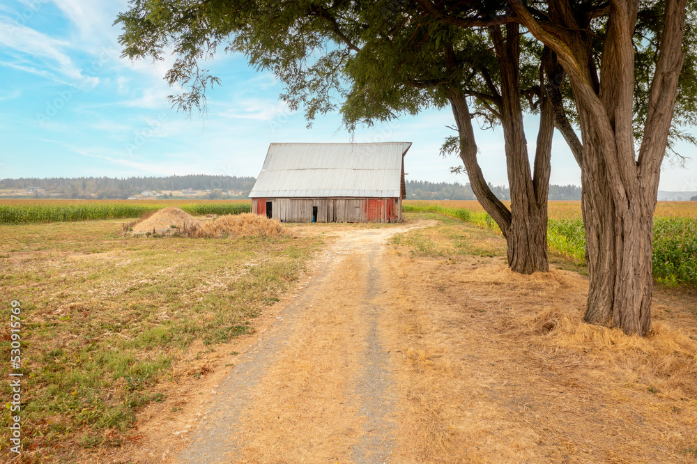 Vintage Abandoned Wooden Barn Surrounded By Cornfields Aerial drone ...