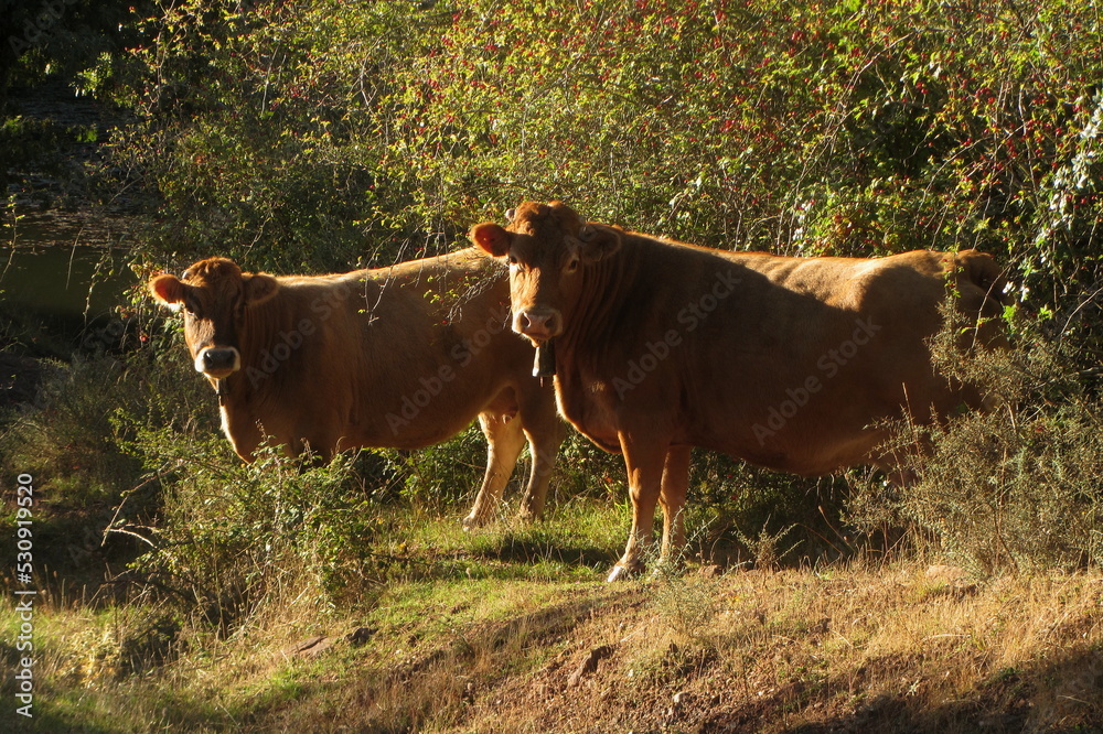 Vaca Stock Photo | Adobe Stock