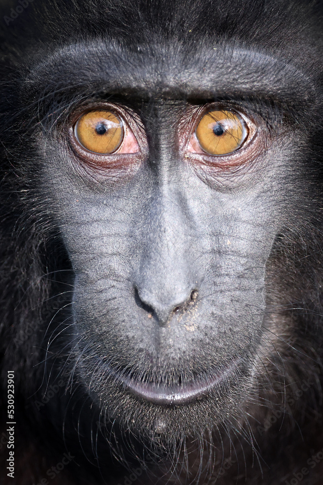The Celebes crested macaque (Macaca nigra), also known as the crested ...