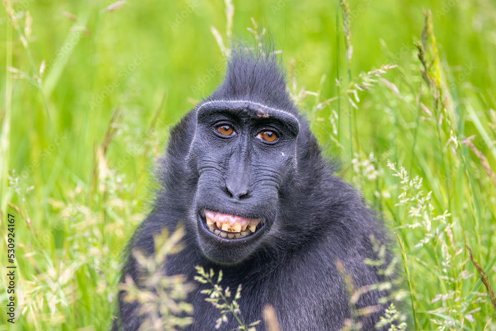 The Celebes crested macaque (Macaca nigra), also known as the crested ...