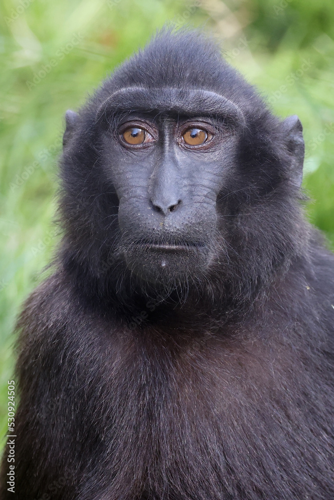 Foto de The Celebes crested macaque (Macaca nigra), also known as the ...