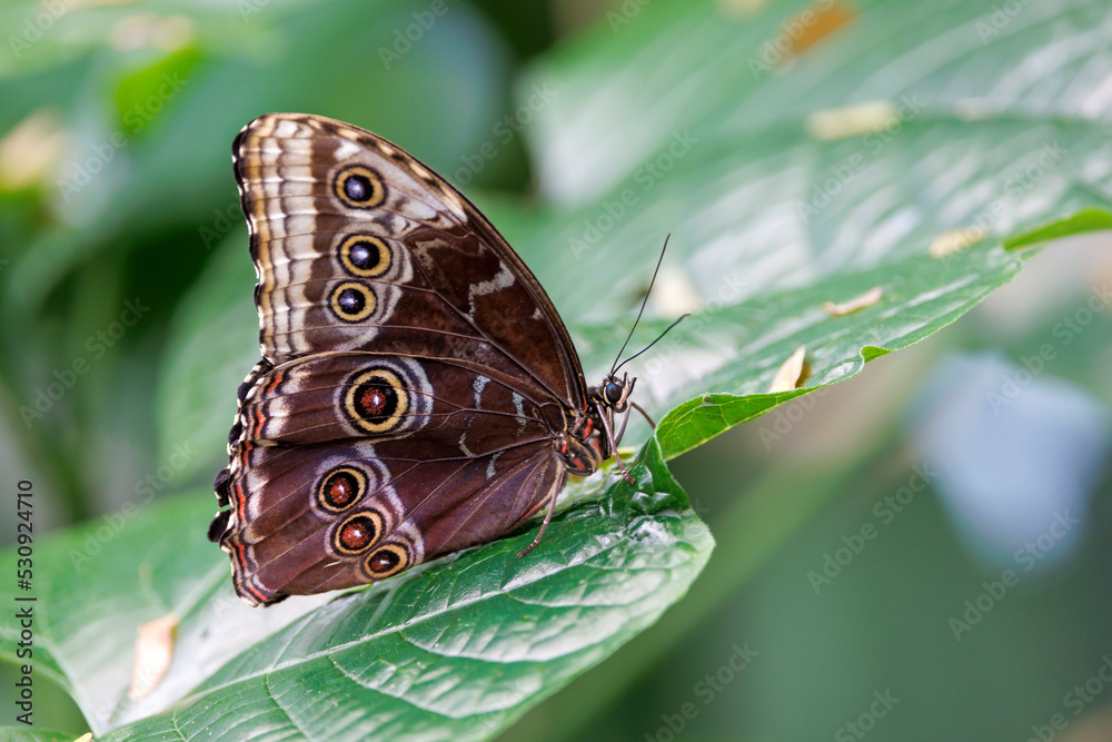 Morpho peleides, the Peleides blue morpho, common morpho or the emperor ...
