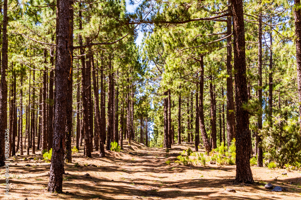 Pinus sp que pertenece a la familia Pinaceae, en la isla de Tenerife ...