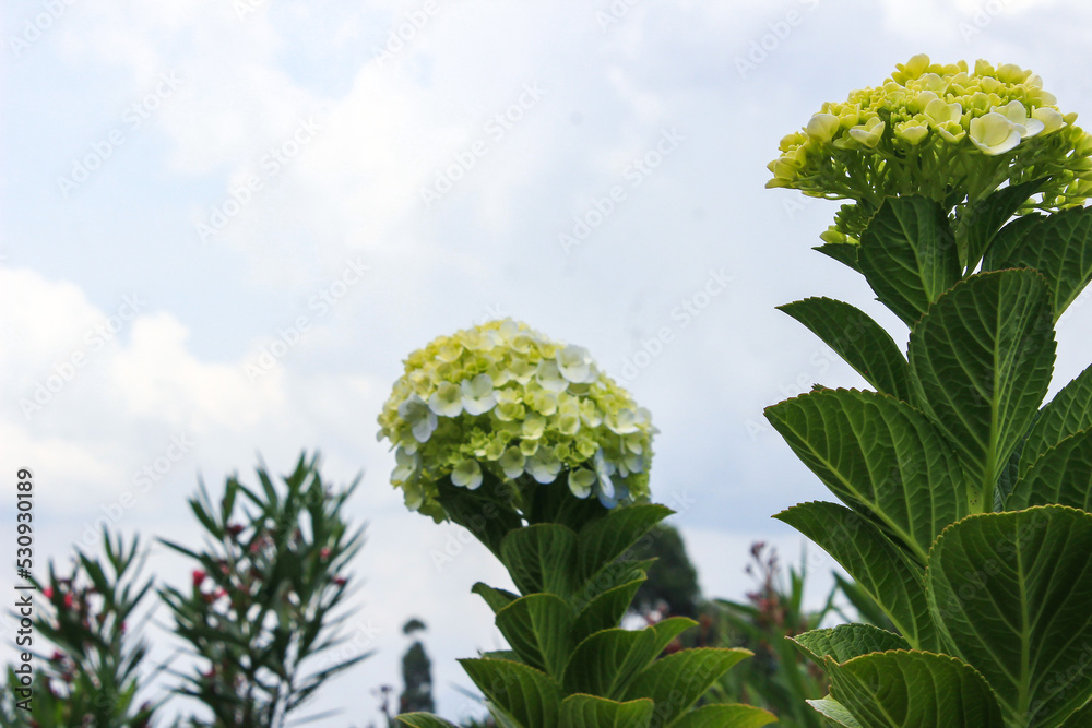White Flowers in the Garden. Bigleaf Hydrangea or Hydrangea Macrophylla ...
