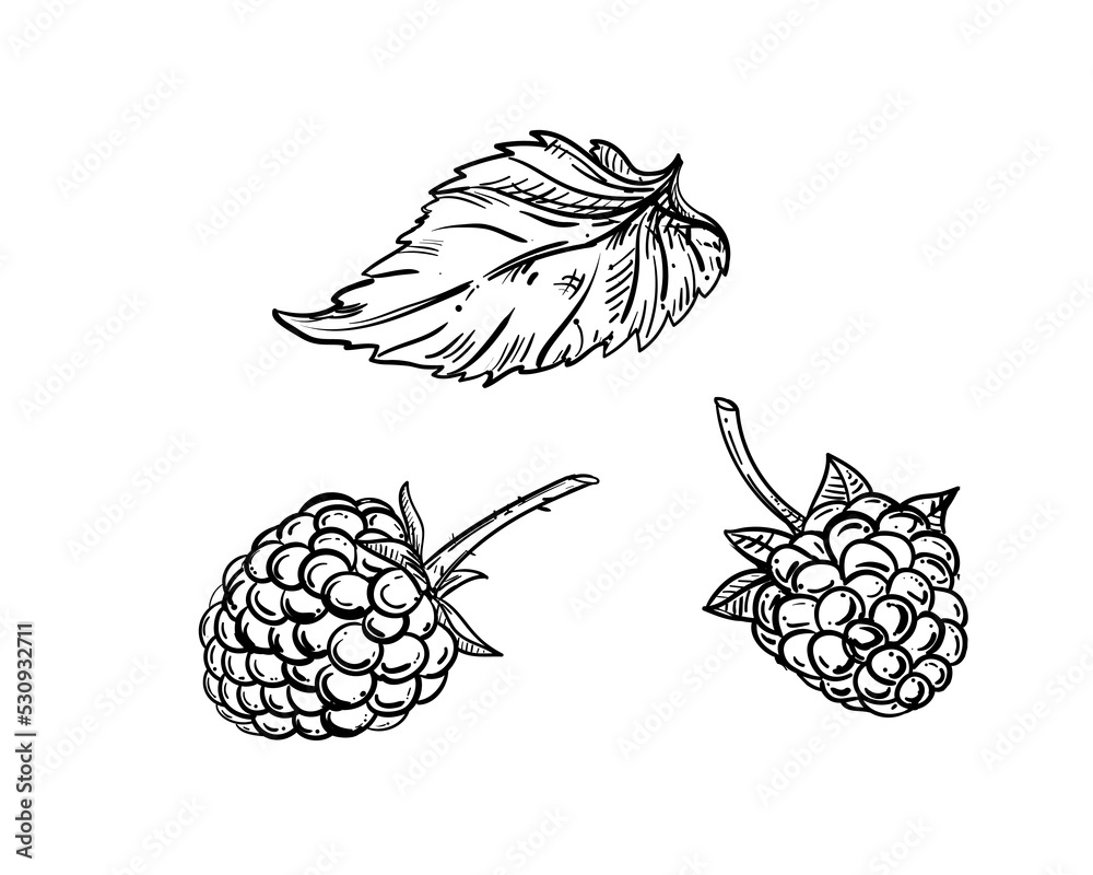 Hand drawn sketch black and white of raspberry branch, berry, leaf ...