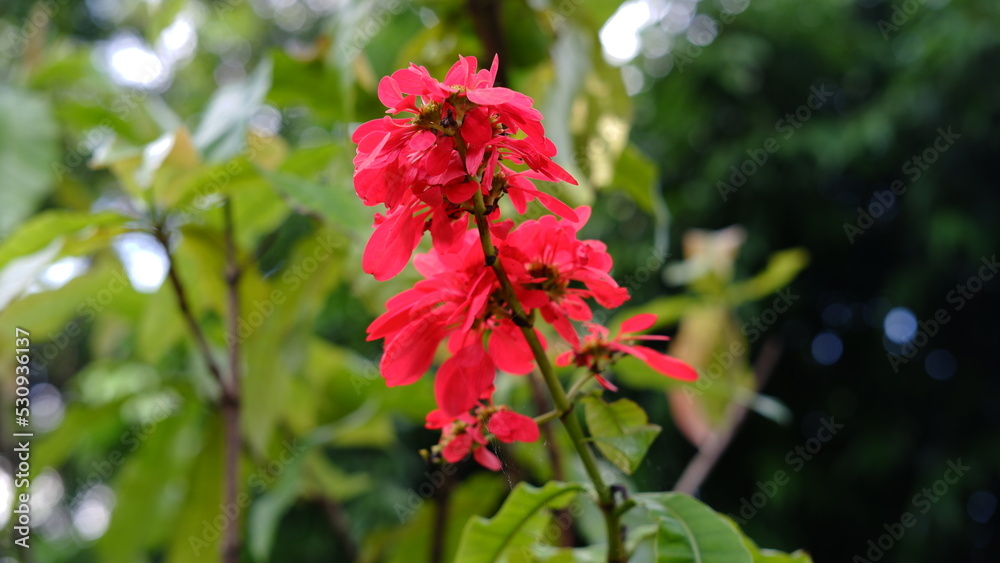 Warszewiczia coccinea or chaconia, wild poinsettia and pride of ...