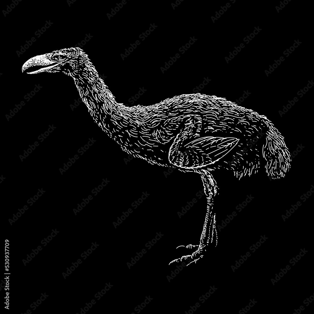 Terror Bird hand drawing vector illustration isolated on black ...